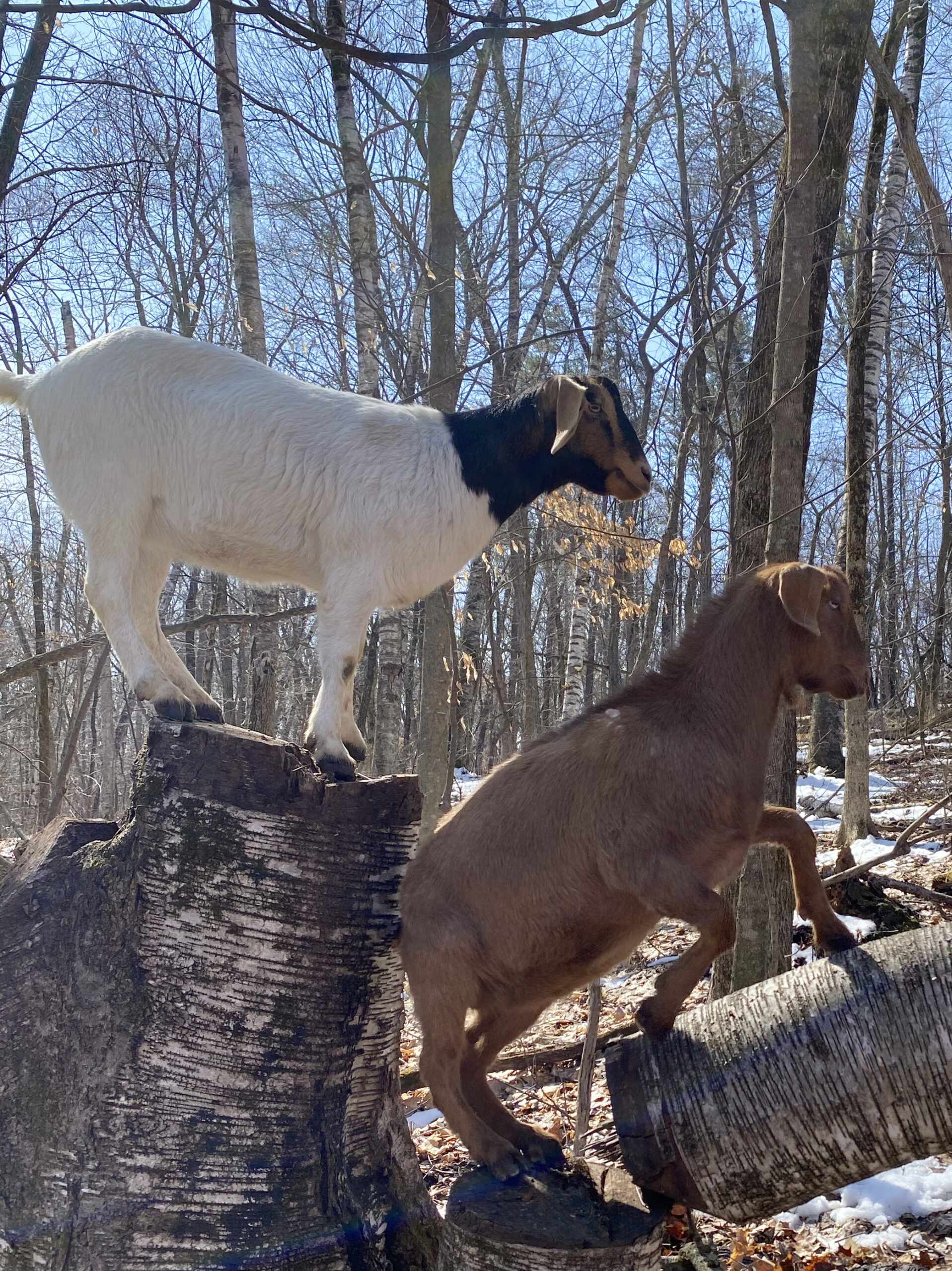 Great Road Trips from Chicago this Spring! - The Chicago Good Life